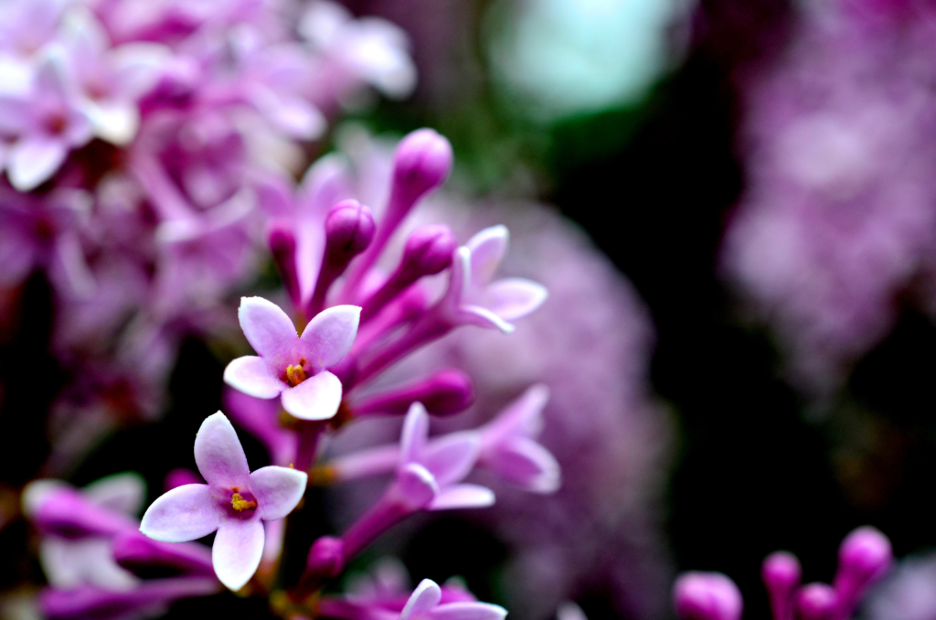 Three Leadership Lessons I Learned From My Mom - by Nichole Shaw - SGEi